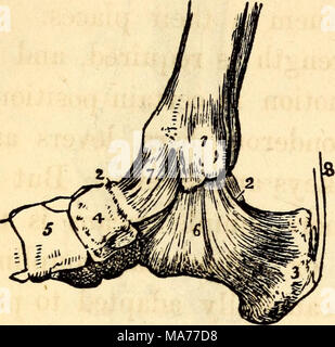 Lateral view of cuneiform bone foot bones anatomy for medical Concept ...