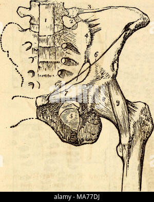 Pig anatomy with its muscular system Stock Photo - Alamy