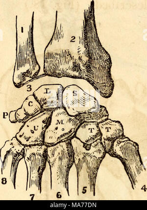 The carpus and bones of the hand and the eight bones of the wrist Stock ...