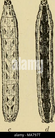 . Elementary entomology . 1 e f FIG. 316. The cotton-boll cutworm ...
