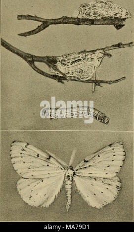 Chain-dotted Geometer (Cingilia catenaria Stock Photo - Alamy