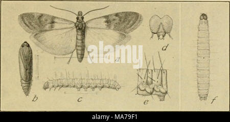 The pupa of Indian meal moth Plodia interpunctella. Developing inside ...