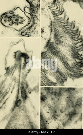 . Electron-microscopic structure of protozoa Stock Photo - Alamy