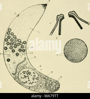 . Electron-microscopic structure of protozoa . Text-figure 11 ...