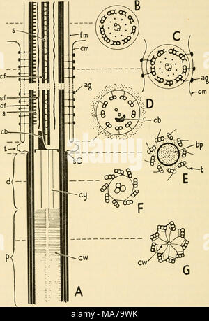 . Electron-microscopic structure of protozoa . Text-figure 12 ...