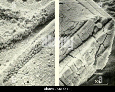 Scanning electron microscope. Sample stage (centre) of a combined ...