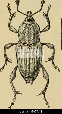 . Cotton or weevils. Boll weevil; Cotton. 4 MISC. PUBLICATION 3 5, IT ...