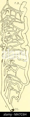 The anatomy of fish, Respiratory organs. Gills of a pike. Organs are ...