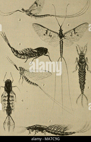 Mayfly nymph, side view Stock Photo - Alamy