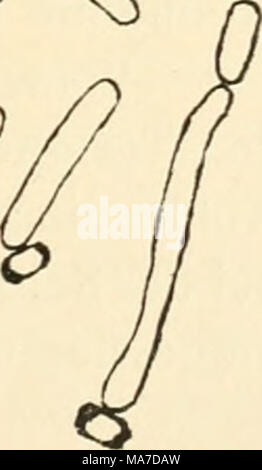 . Einfhrung in die Agrikulturmykolgie . Fig. 41. Crenothrix polyspora ...