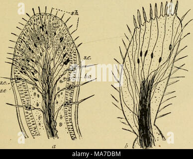 . Elementary entomology . FIG. 48. Nerve endings in tip of maxillary ...