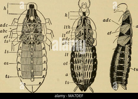 . Elementary entomology . abc FIG. 41. Muscles of cockroach, of ventral ...