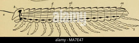 Arthropod Diagram Exoskeleton