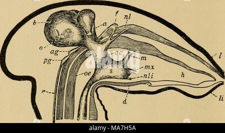 . Elementary entomology . Fig. 43. Nervous system of head of cockroach ...