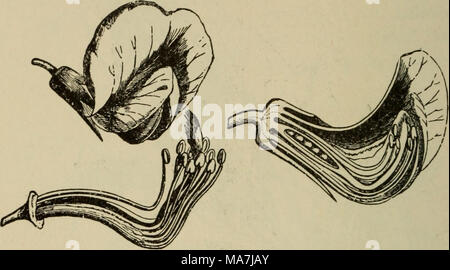 . Elementary botany. Botany. Fig. 368. Details of pea flower; section ...