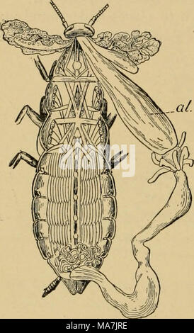 . Elementary entomology. Insects. ANATOMY OF INSECTS- -INTERNAL 31 ...