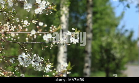 Branch of cherry and white flower petals on blue wooden background ...
