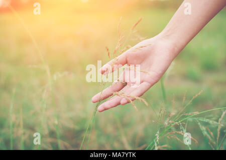 Woman hand touching green grass at meadows Stock Photo - Alamy