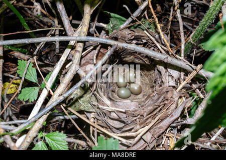 Luscinia luscinia. The nest of the Thrush Nightingale in nature. Russia ...
