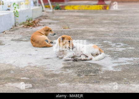 Homeless abandoned dog sleeping on the street Stock Photo - Alamy
