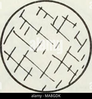 Ecological aspects of two wood-boring molluscs from the continental ...