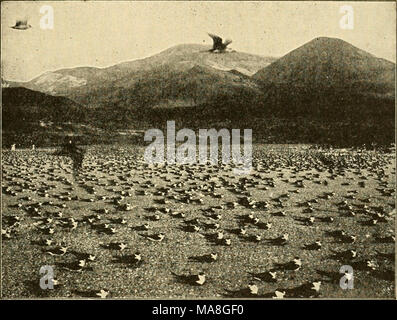 guano island, Chincha Islands off the central coast of Peru, 1880 Stock ...