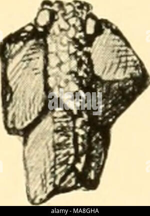 caddis fly (Silo (nigricornis)), larva Stock Photo - Alamy