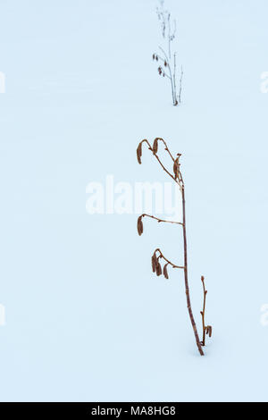 Earrings on hazel branches in spring Stock Photo - Alamy