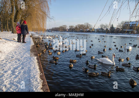 Winter and snow in the Augustow Forest in the Suwalki region of north ...