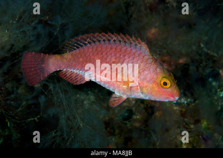Mediterranean Parrotfish (Sparisoma cretense) in Cyprus Stock Photo - Alamy