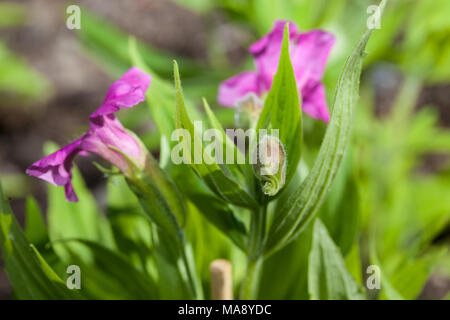 Great Purple Monkeyflower, Skär gyckelblomma (Erythranthe lewisii Stock ...