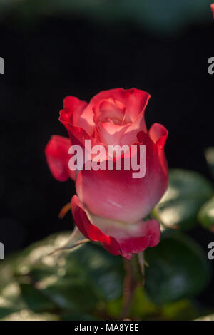 "Givenchy" (Hybrid Tea Rose Stock Photo - Alamy