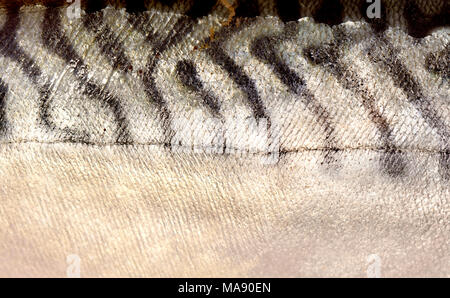 Fresh mackerel - skin Stock Photo - Alamy