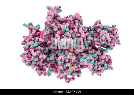 Blood clotting factor VIII, molecular model showing the secondary ...