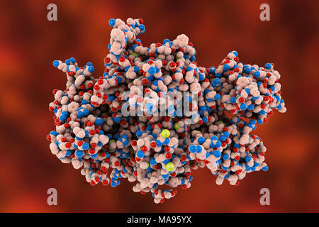 Blood clotting factor VIII, molecular model showing the secondary ...