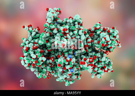 Blood clotting factor VIII, molecular model showing the secondary ...