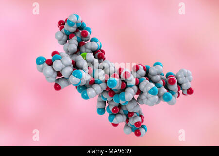 Parathyroid hormone molecule. Computer model showing the structure of ...