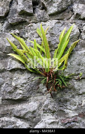 Hart's Tongue Fern (Phyllitis scolopendrium) close-up of underside of ...