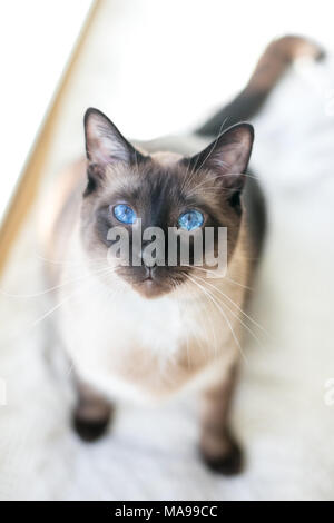 Portrait of an adorable seal point siamese kitten with bilateral ...