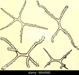 . Echinodermata . Fig. 6. Calcareous deposits from the body of ...