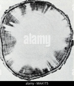 . Eastern forest insects . 207 Stock Photo - Alamy