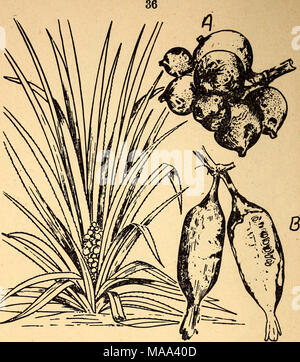 Bromelia pinguin or wild pineapple plant with yellow fruits Stock Photo ...