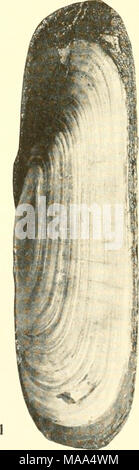 . The edible clams, mussels and scallops of California . Plate 16 Stock ...