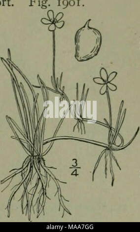 Creeping spearwort (Ranunculus reptans, Ranunculus flammula ssp ...