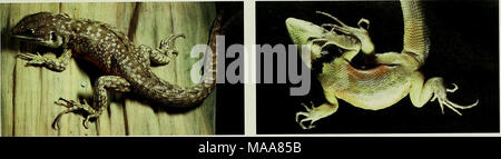 . Ecuadorian lizards of the genus Stenocercus (Squamata: Tropiduridae ...