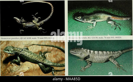 . Ecuadorian lizards of the genus Stenocercus (Squamata: Tropiduridae ...