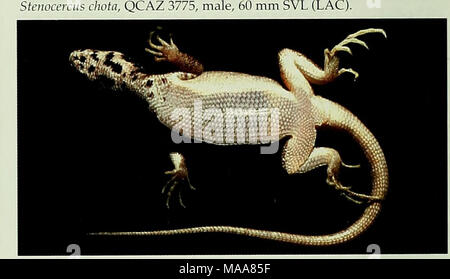 . Ecuadorian lizards of the genus Stenocercus (Squamata: Tropiduridae ...