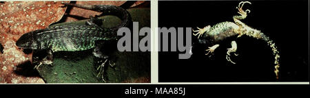 . Ecuadorian lizards of the genus Stenocercus (Squamata: Tropiduridae ...