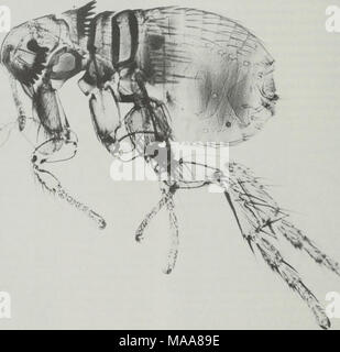 Ectoparasites of the cottontail rabbit Stock Photo - Alamy