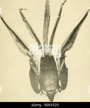 . Economic entomology for the farmer.. . Mouth parts of a mandibulate ...